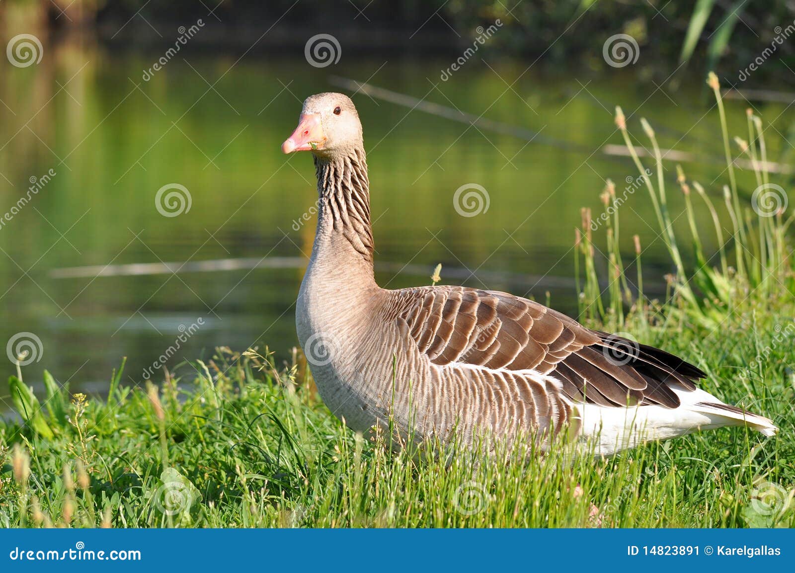 Ganso de ganso silvestre imagen de archivo. Imagen de postura - 14823891