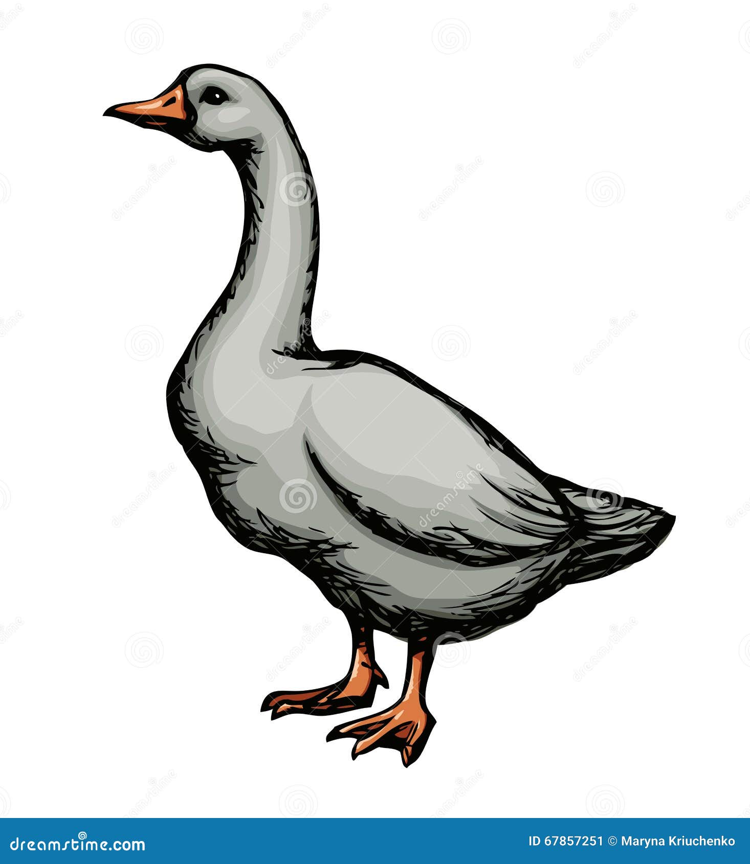 Ganso Desenho do vetor ilustração do vetor. Ilustração de ganso - 67857251
