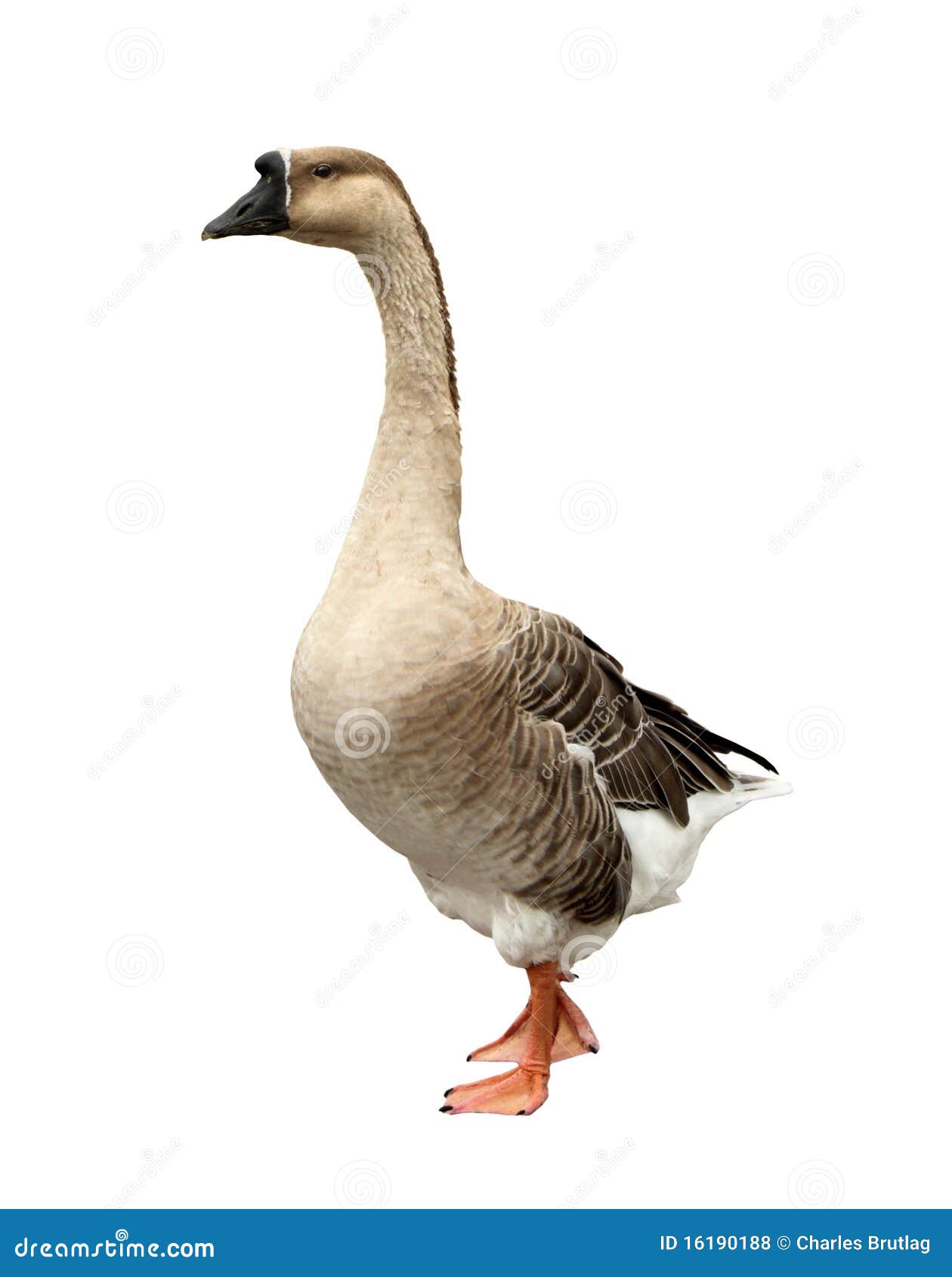 Ganso doméstico isolado foto de stock. Imagem de branco - 16190188