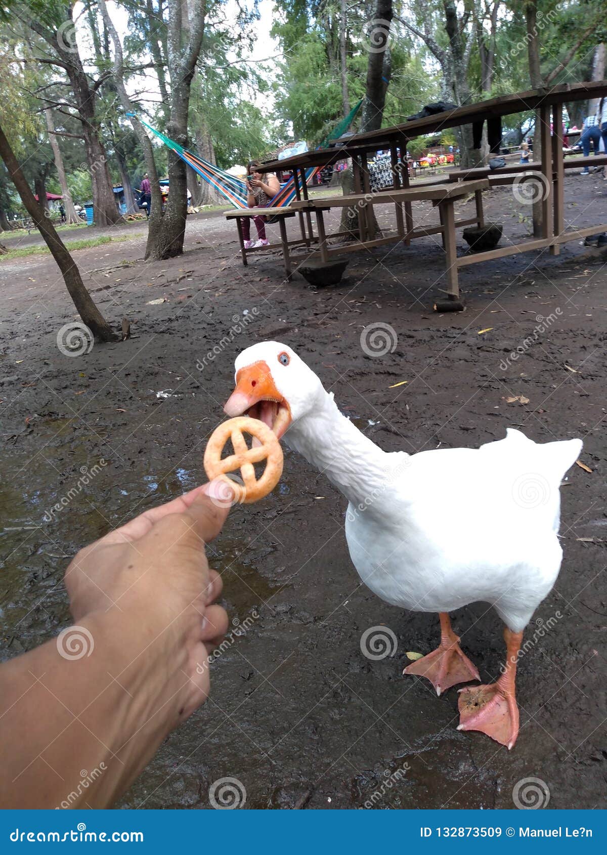 Goose editorial stock image. Image of ganso, bird, nature - 132873509