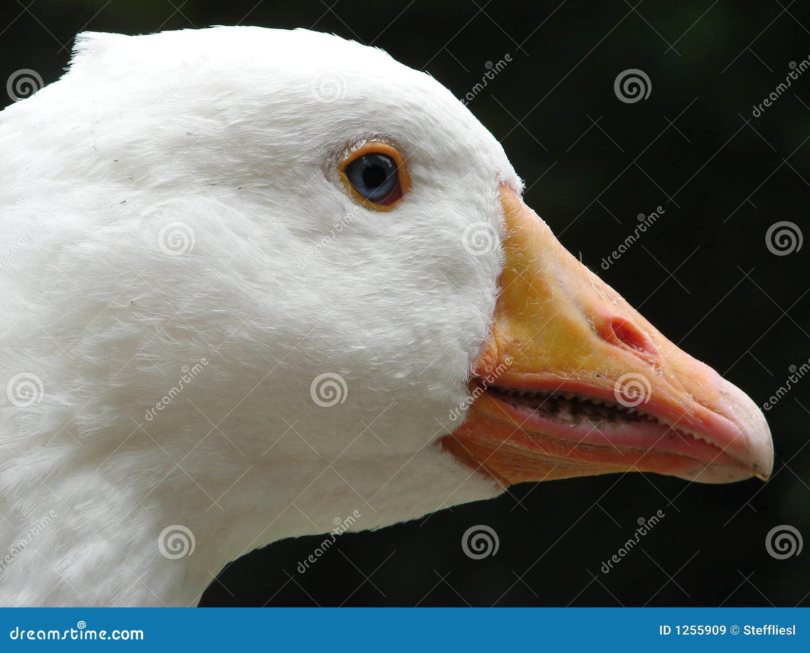 Ganso selvagem imagem de stock. Imagem de nariz, azul - 1255909