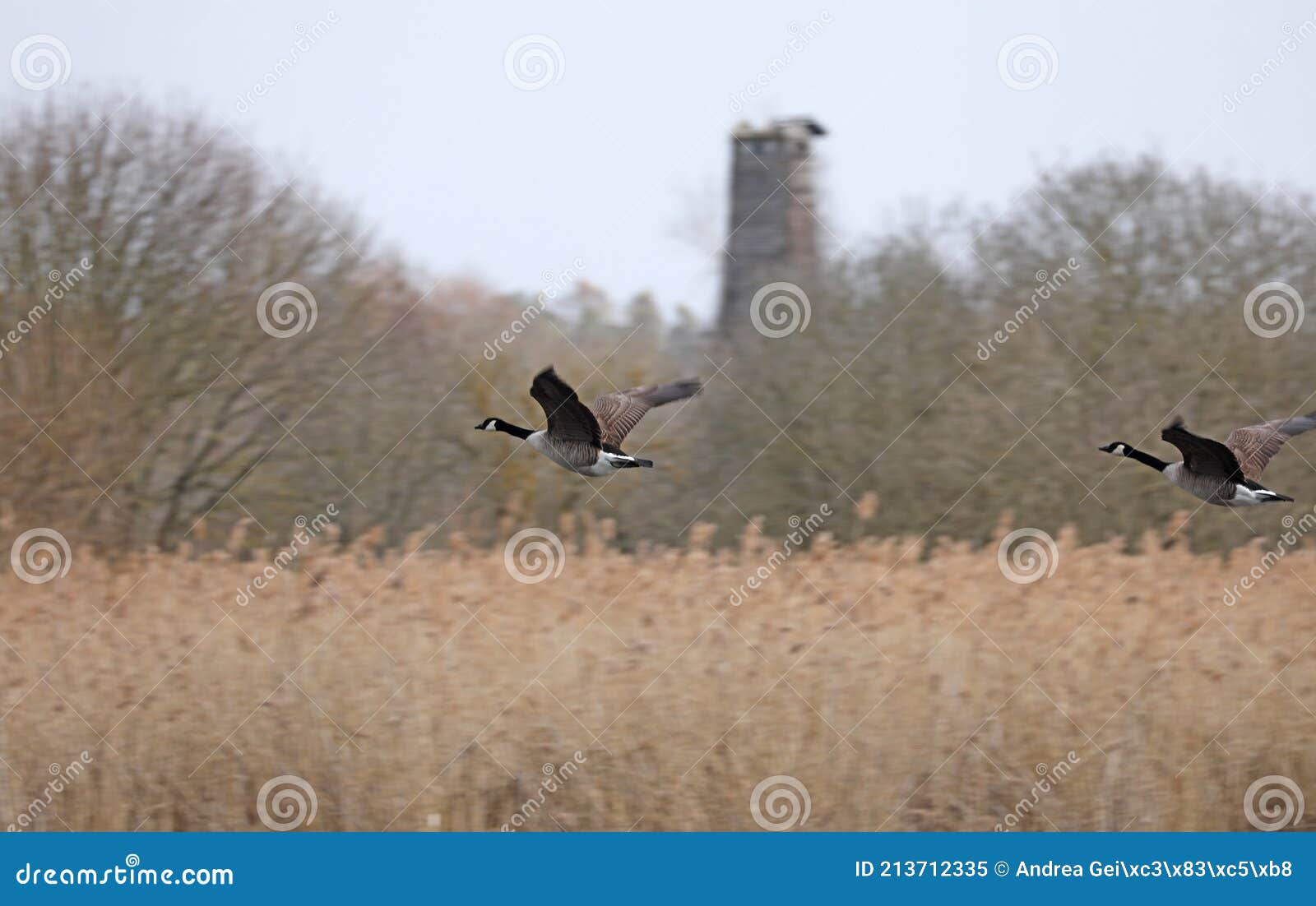 Ganso Volando Contra Un Cielo Azul Imagen de archivo - Imagen de coma ...