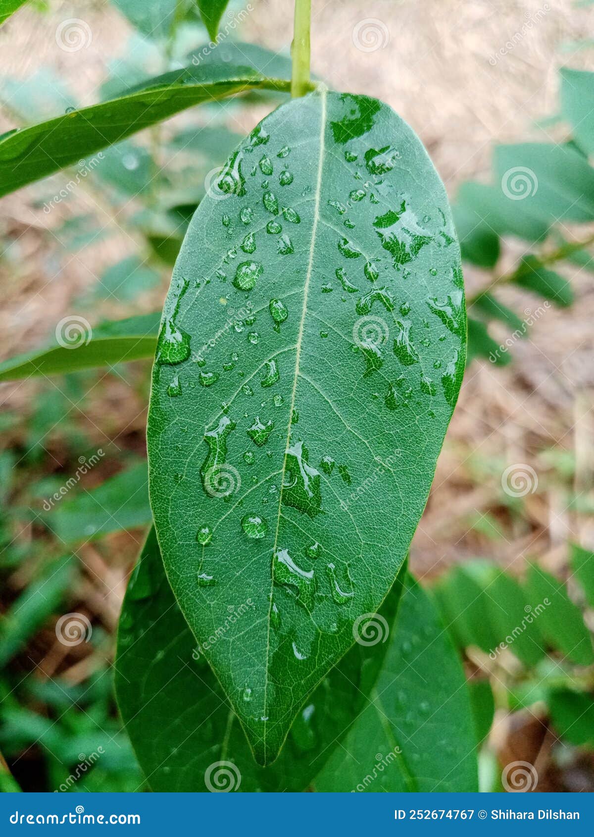 Gansuriya Leaf Stock Photos - Free & Royalty-Free Stock Photos from ...