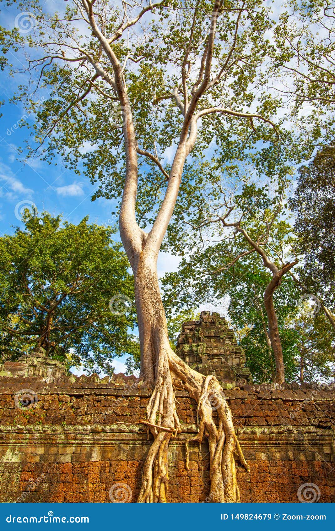 Gant Tree with Roots on the Ancient Wall Stock Image - Image of asia ...