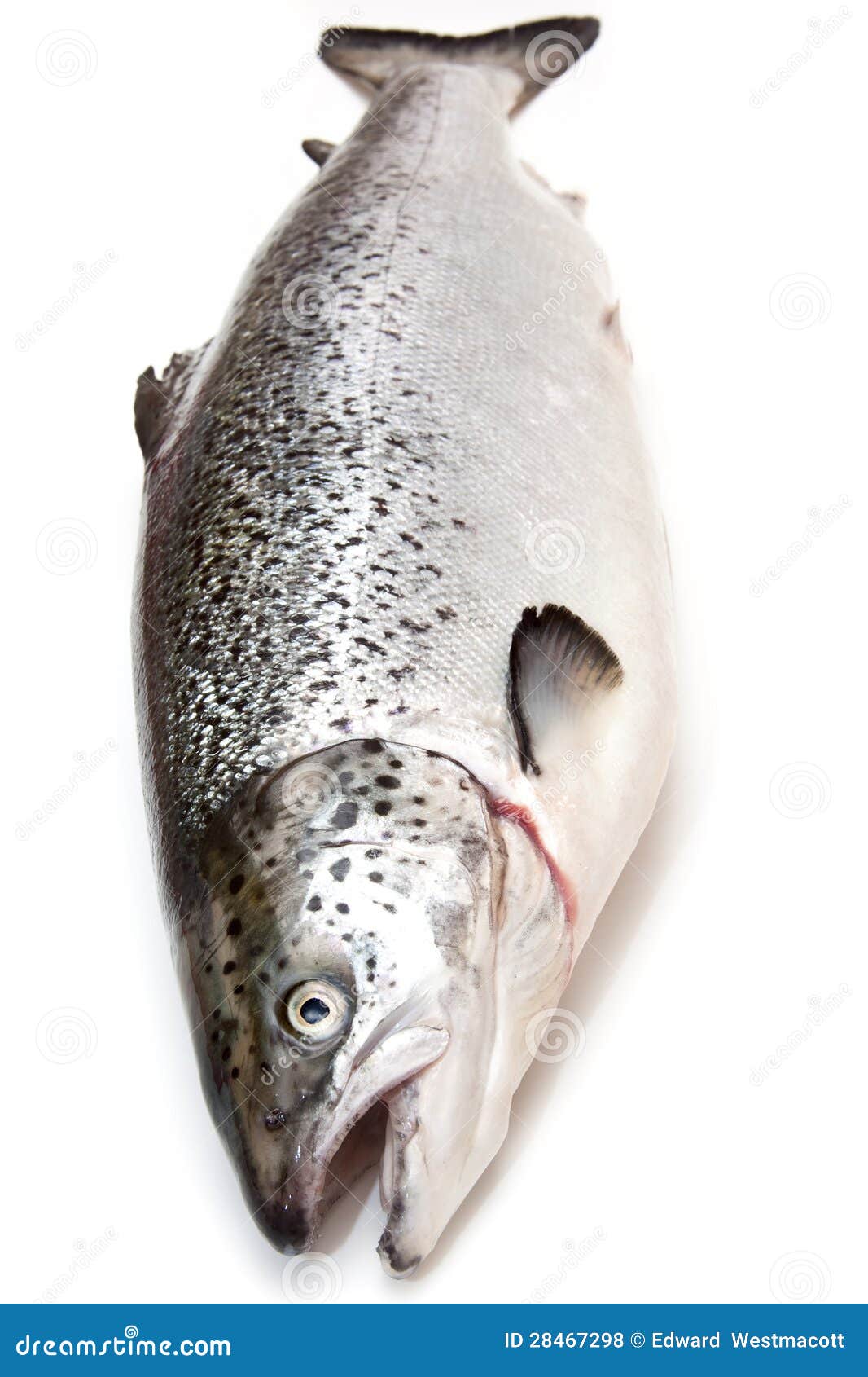 Ganze atlantische Lachse stockfoto. Bild von silber, marinesoldat ...