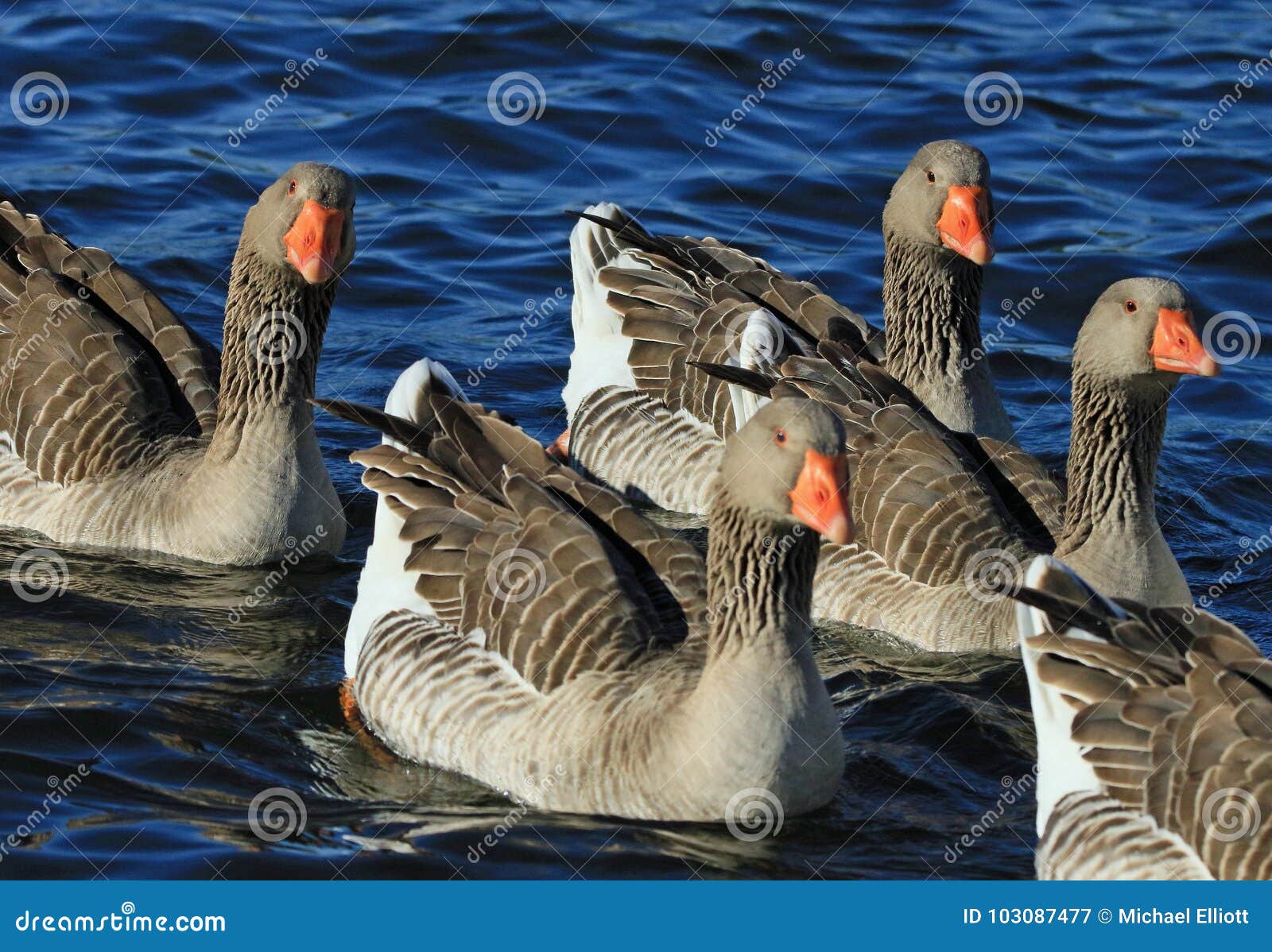 Ganzen stock afbeelding. Image of vijver, veren, spel - 103087477