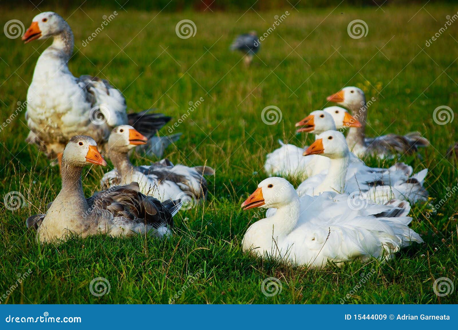 Ganzen stock afbeelding. Image of vogels, groen, landelijk - 15444009