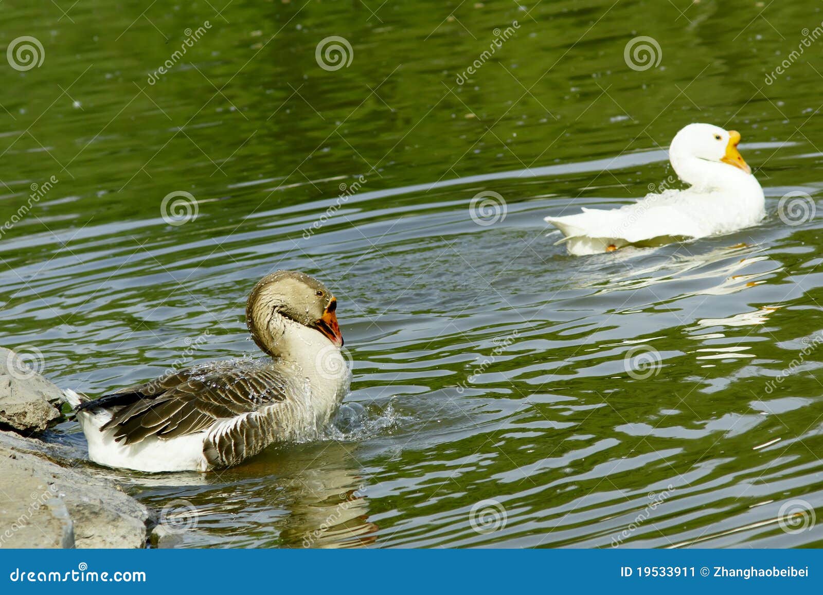 Ganzen Picture. Image: 19533911