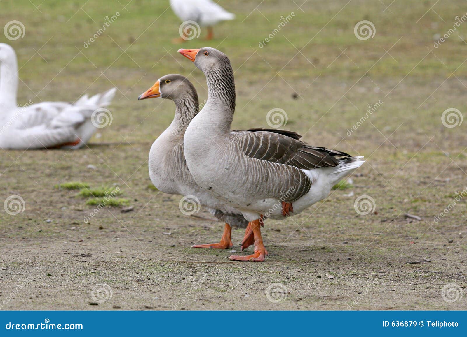 Ganzen stock afbeelding. Image of uitbreiding, ganzen, voeten - 636879