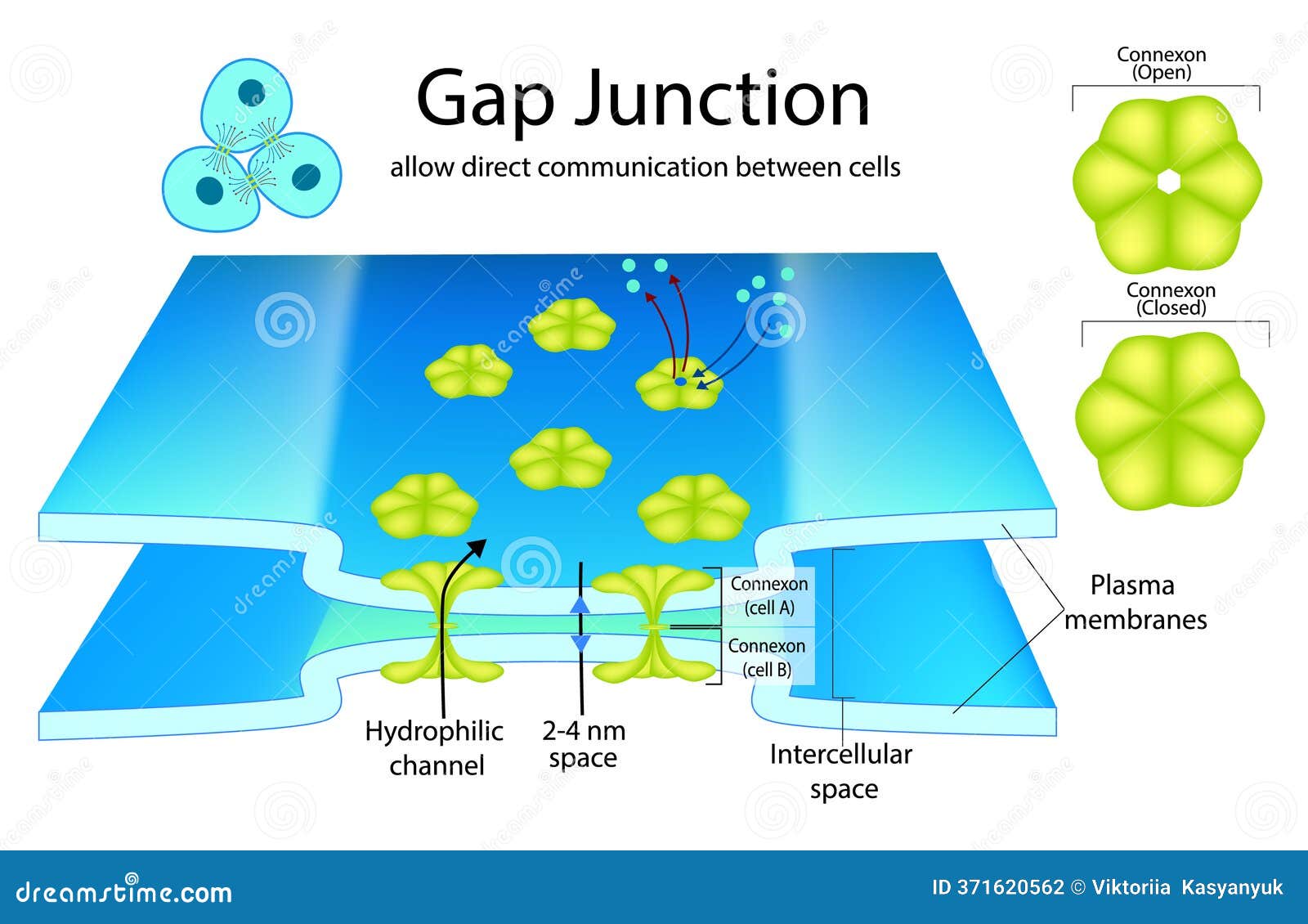 Gap Junction Allow Direct Communication Between Cells. The Image Shows ...