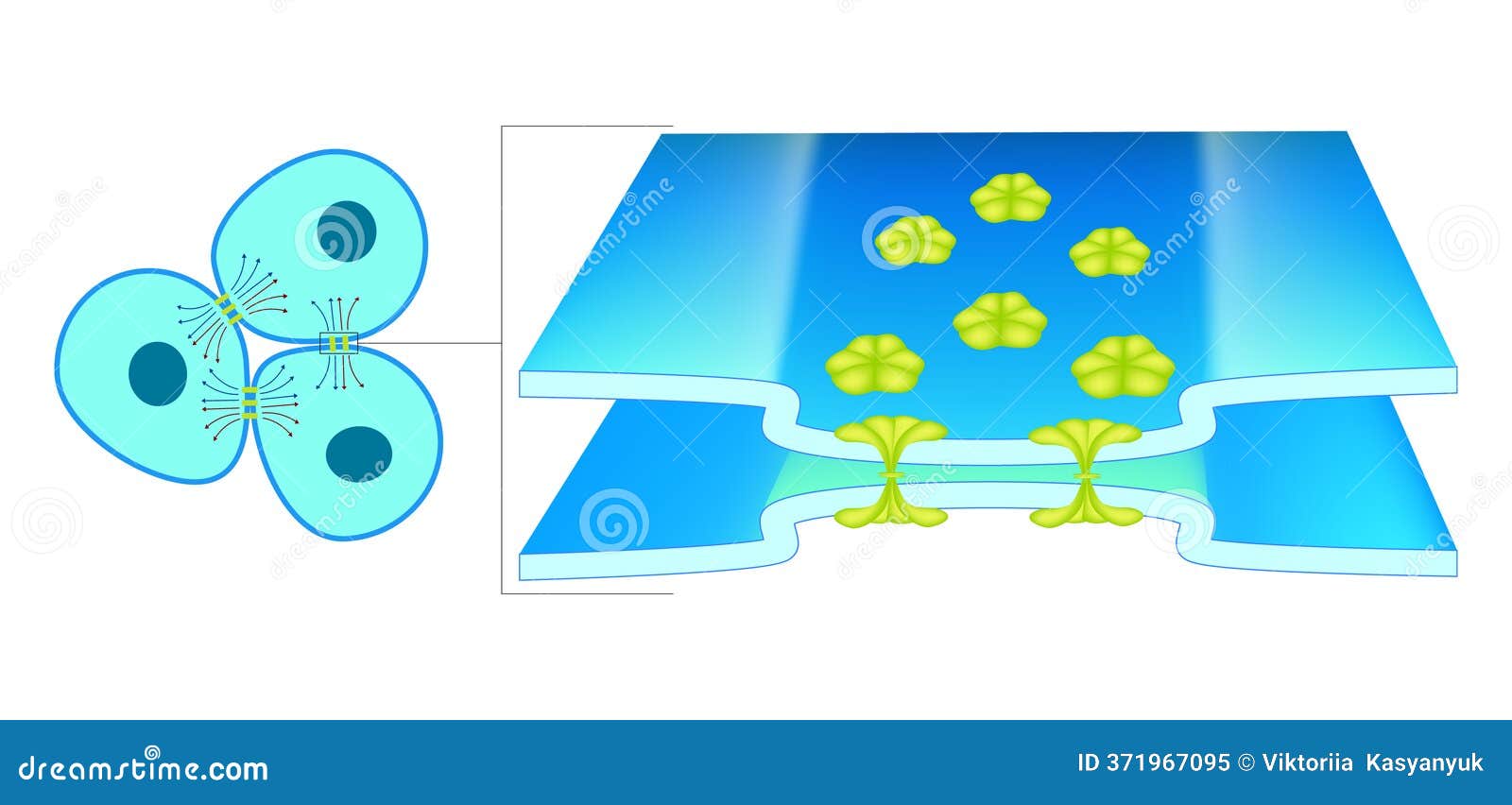 Adjacent Tissue Transfer Or Rearrangement, Trunk Defect 10 Sq Cm Or ...
