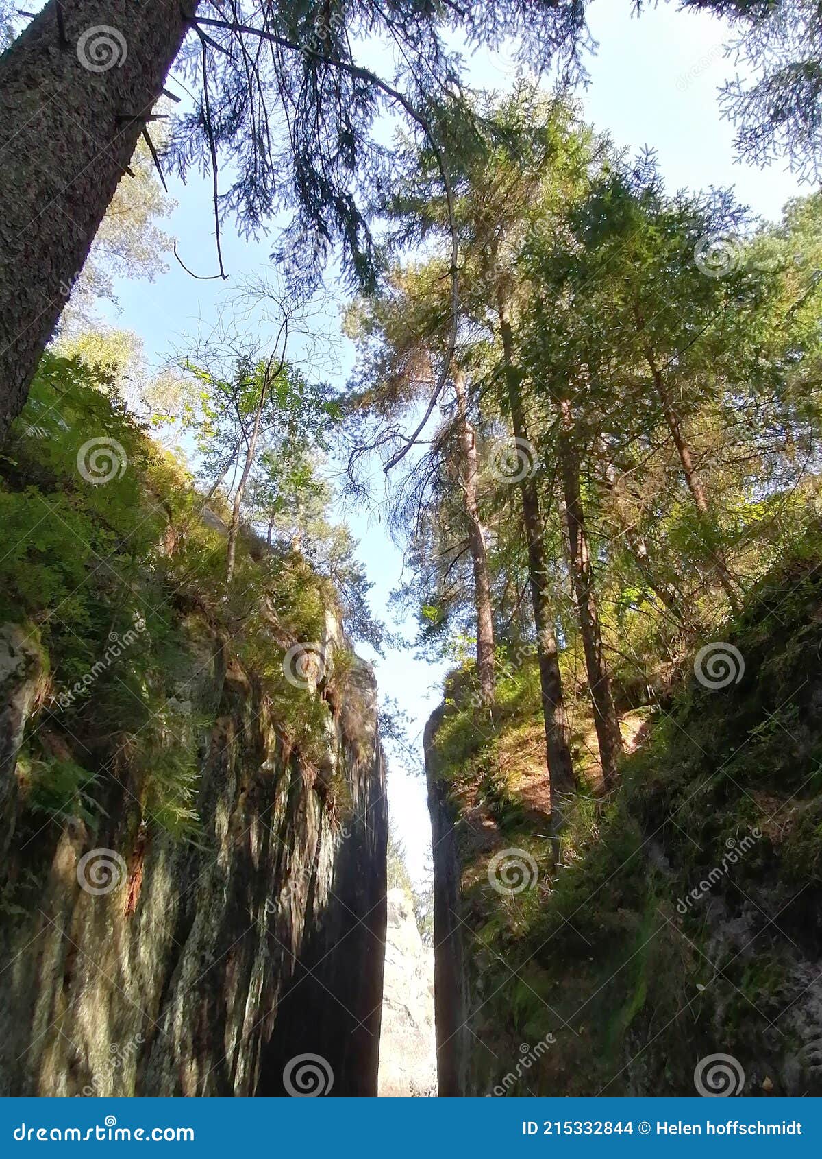 Gap between rocks stock photo. Image of plant, rock - 215332844