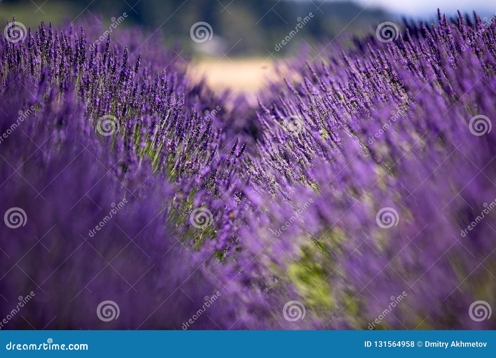 Gap between Two Adjacent Rows on Lavender Stock Photo - Image of ...