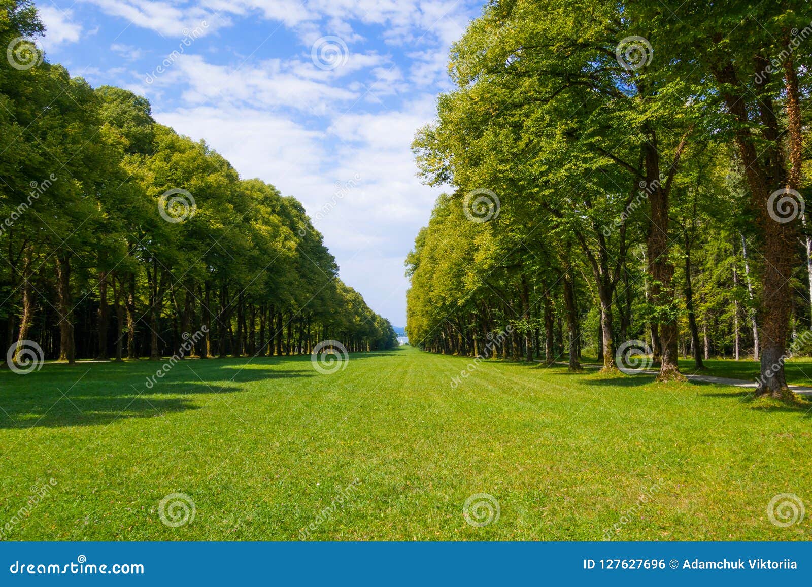 The Gap between Two Rows of Trees in a Coniferous Forest and Beautiful ...