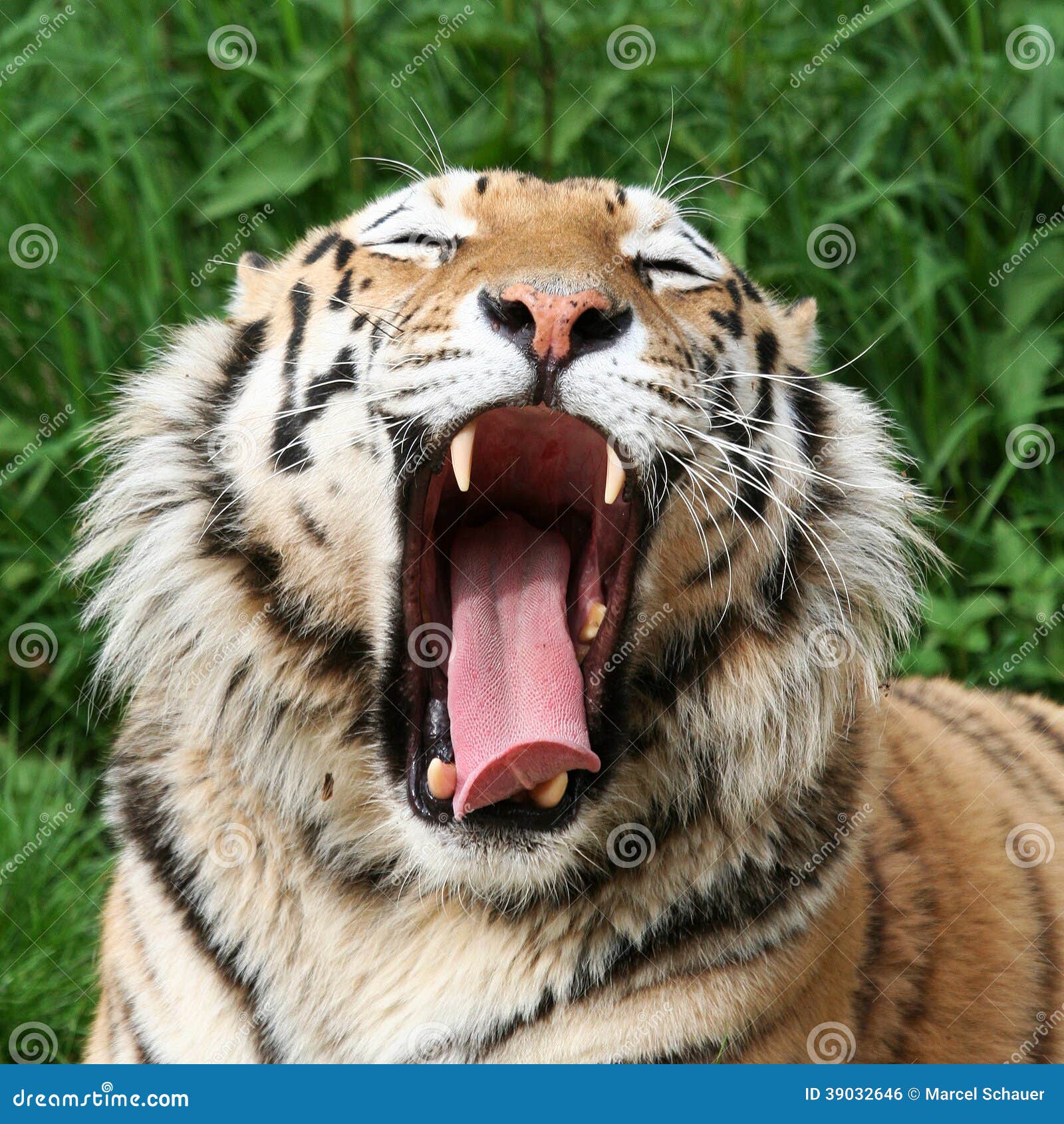 Gaping Tiger stock photo. Image of snow, bengal, color - 39032646