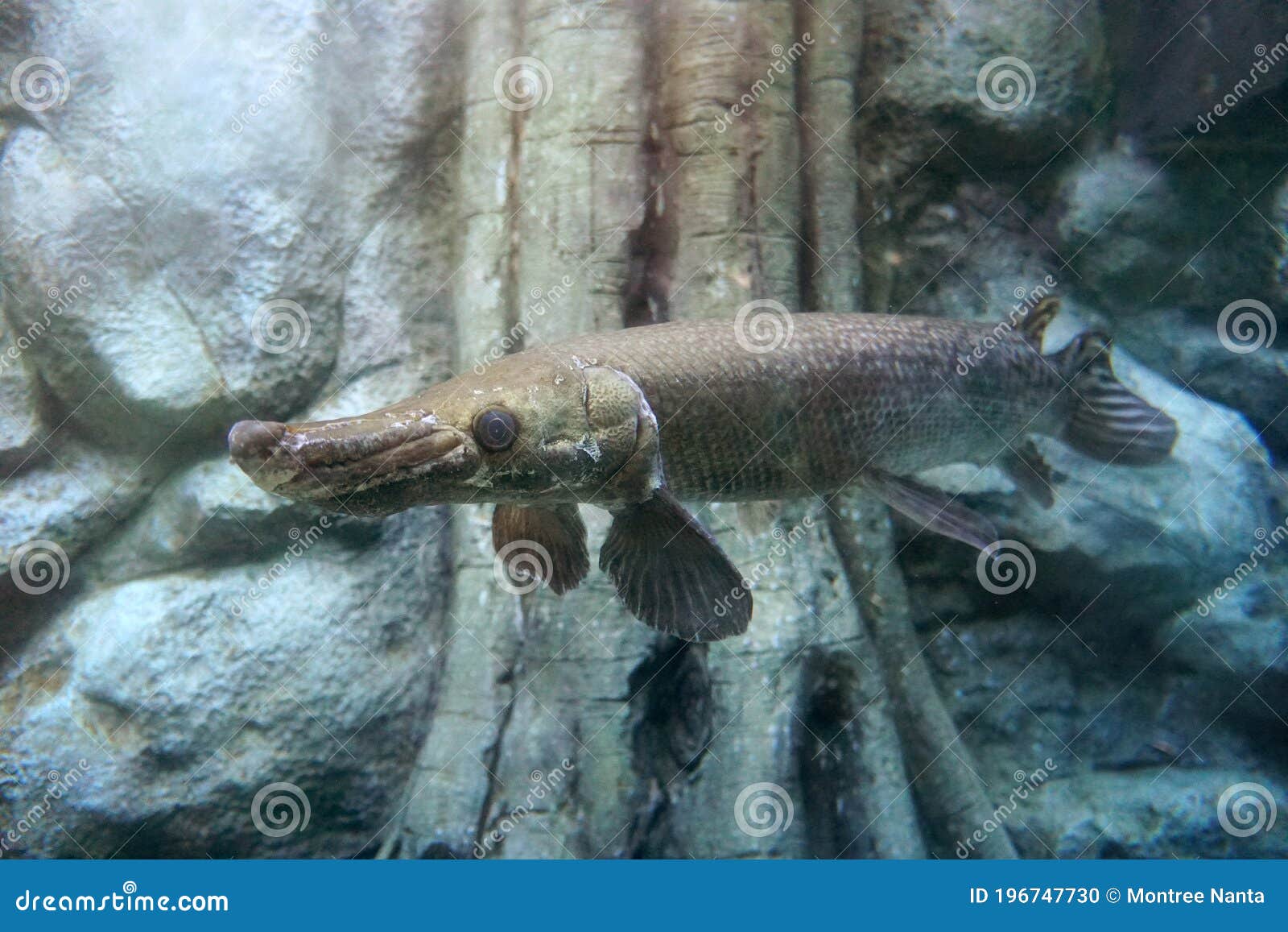 Semionotiformes Stock Photos - Free & Royalty-Free Stock Photos from ...