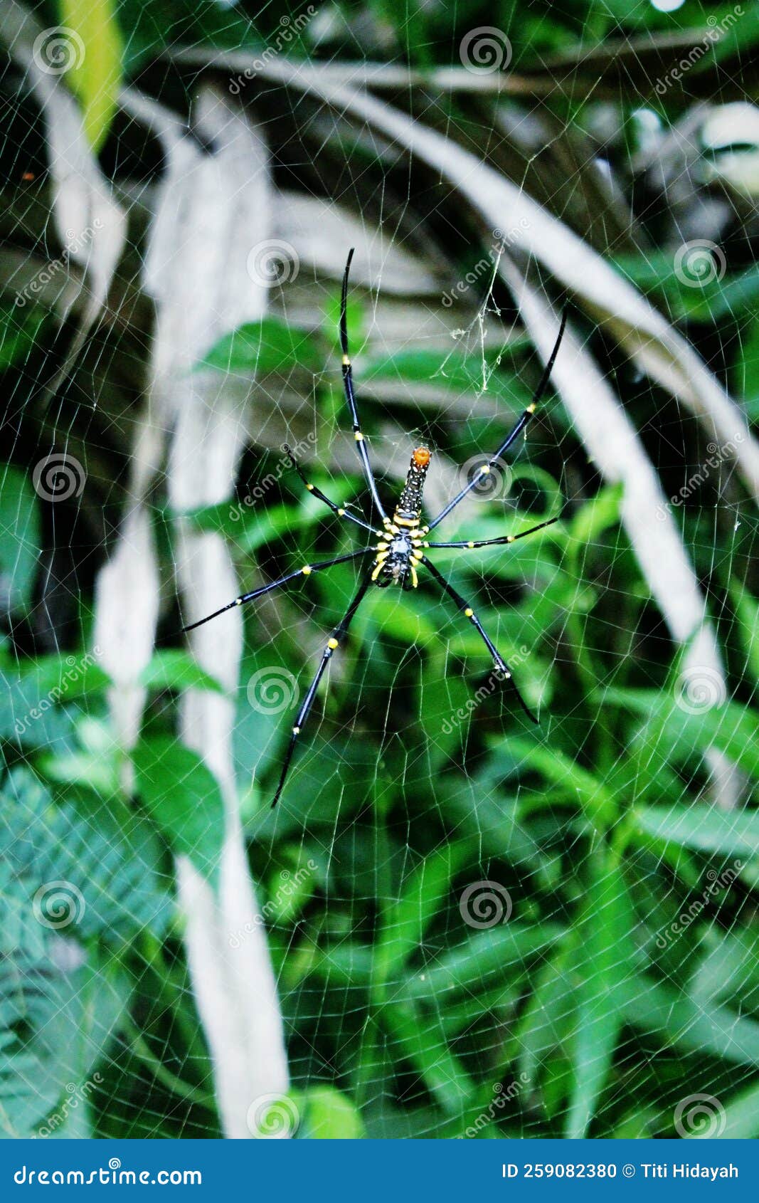Big Spider On Hunt For Insects Stock Image | CartoonDealer.com #16237525