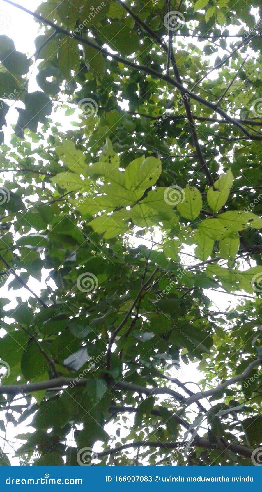 Garage stock image. Image of beautiful, life, garage - 166007083