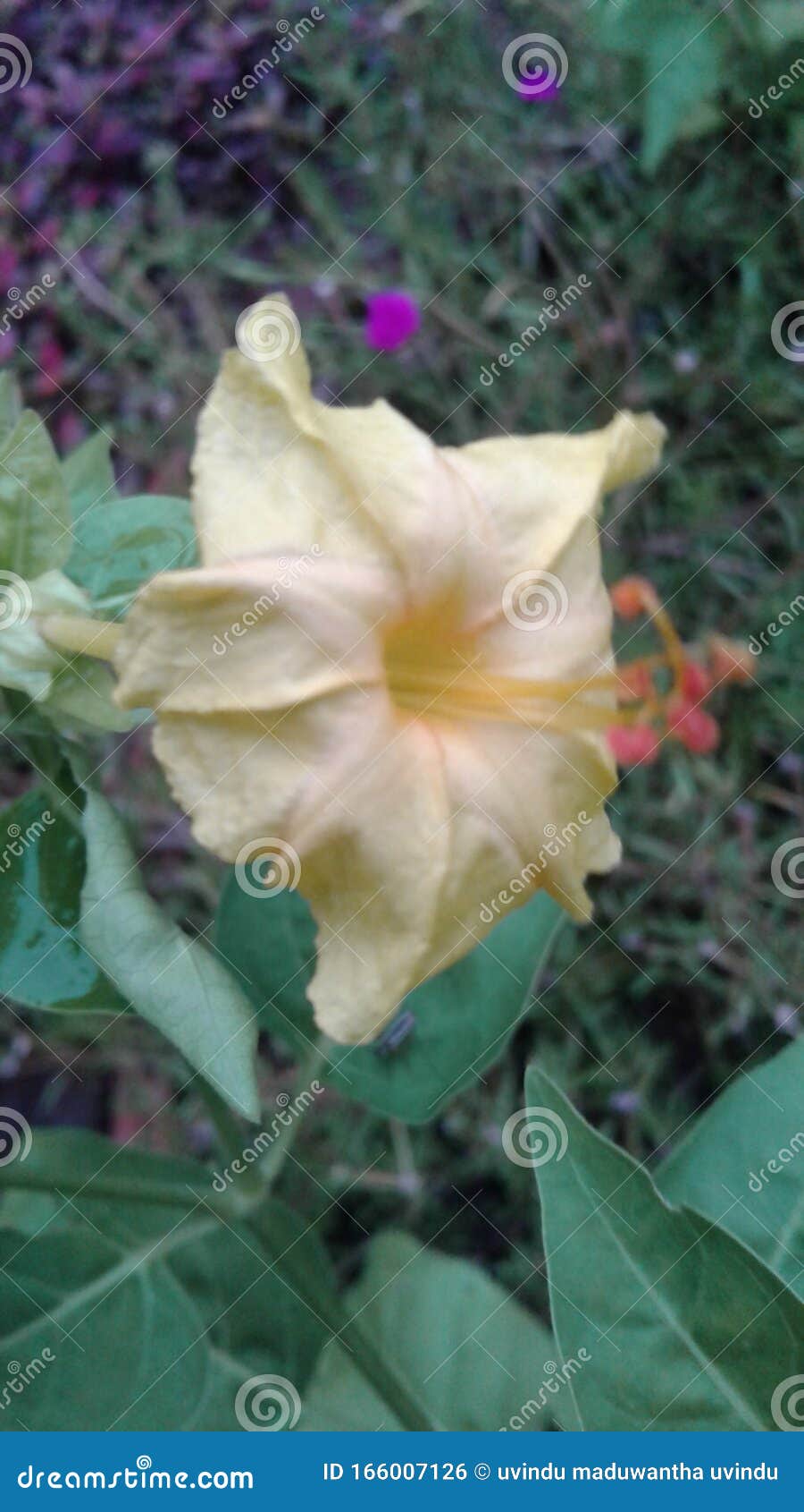 Garage stock photo. Image of desktop, flowers, good - 166007126