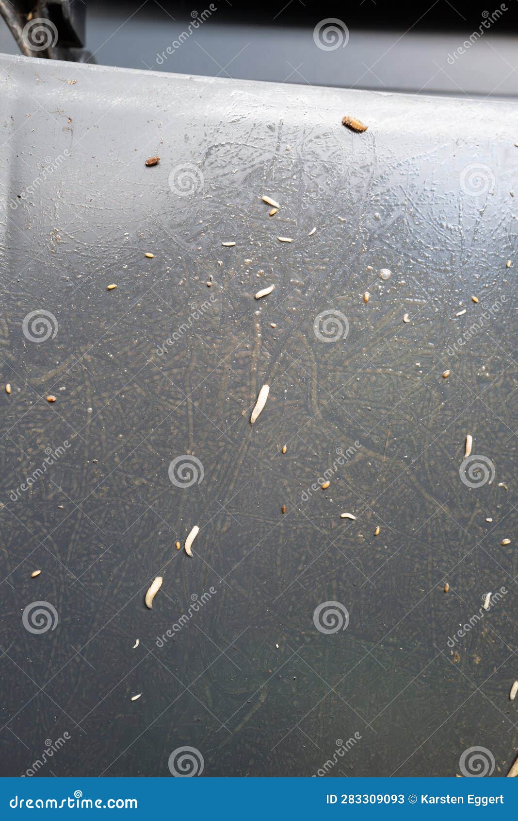 In a Garbage Can Crawl Countless Maggots Stock Image - Image of anglers ...