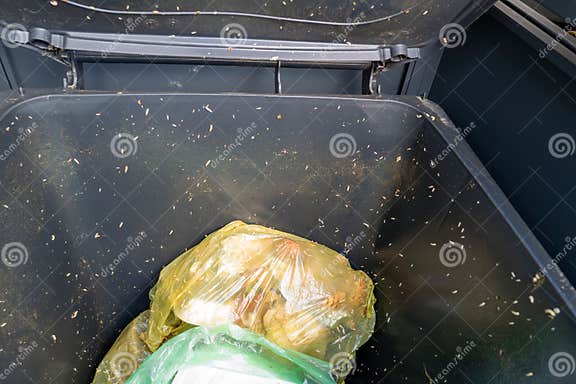 In a Garbage Can Crawl Countless Maggots Stock Image - Image of fast ...
