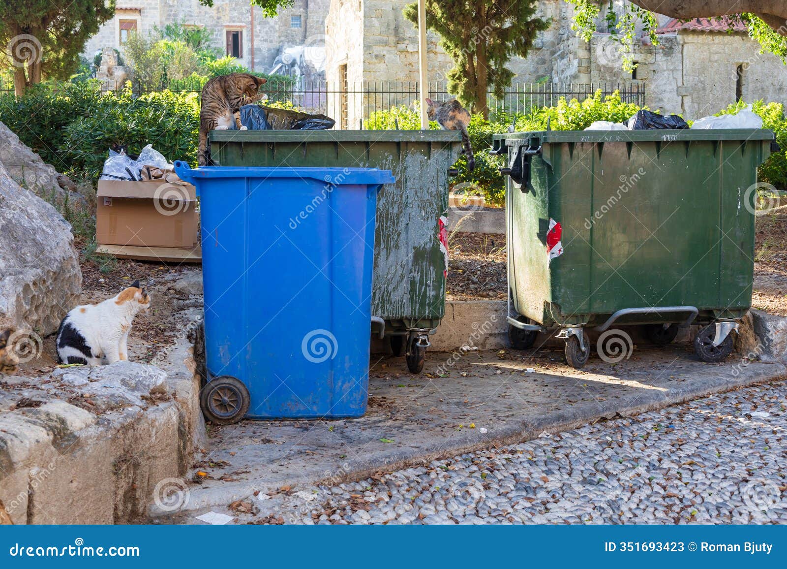 Garbage Containers and Feral Cats Stock Image - Image of wildlife ...