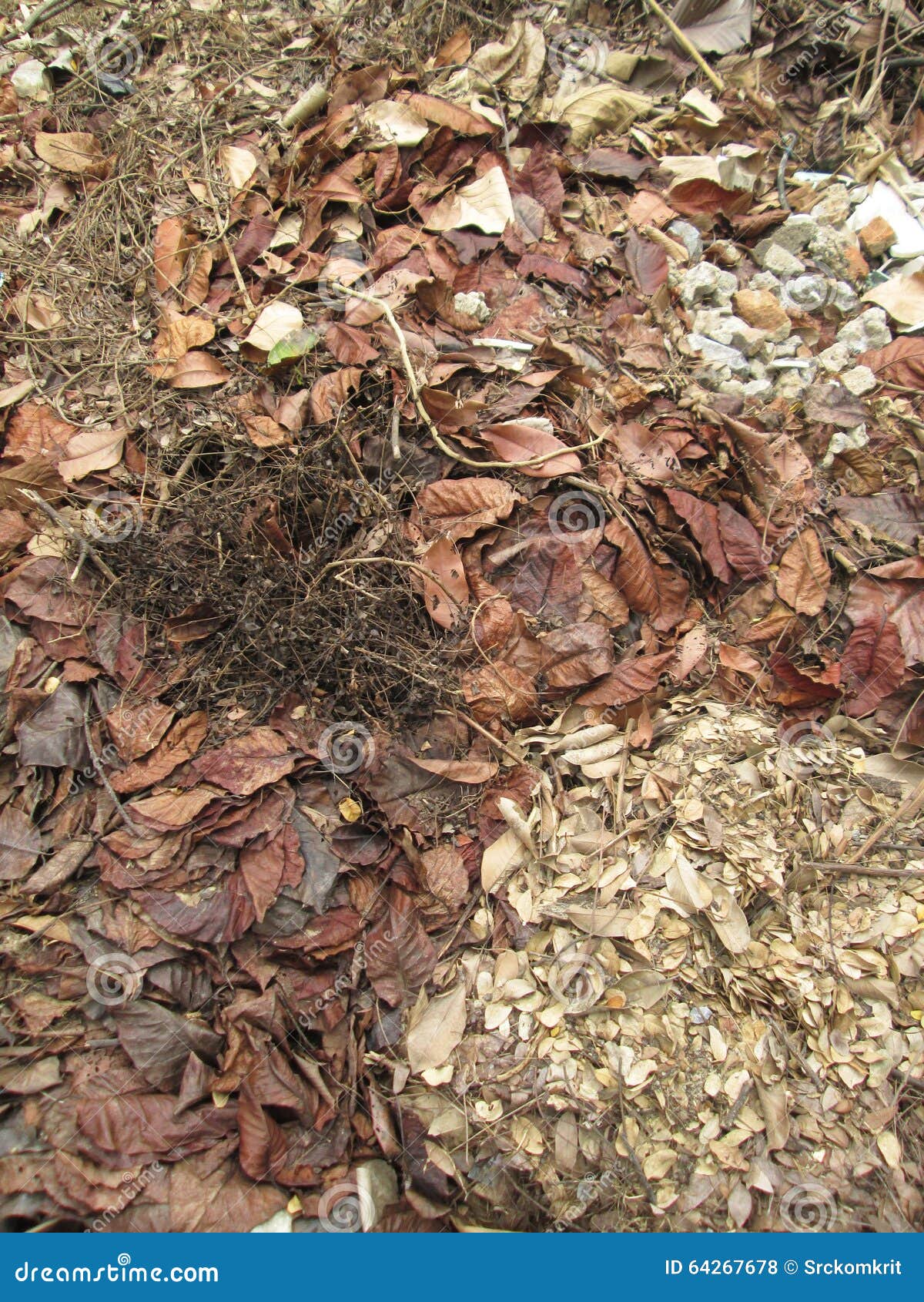 Garbage dry leaves stock photo. Image of garbage, forest - 64267678