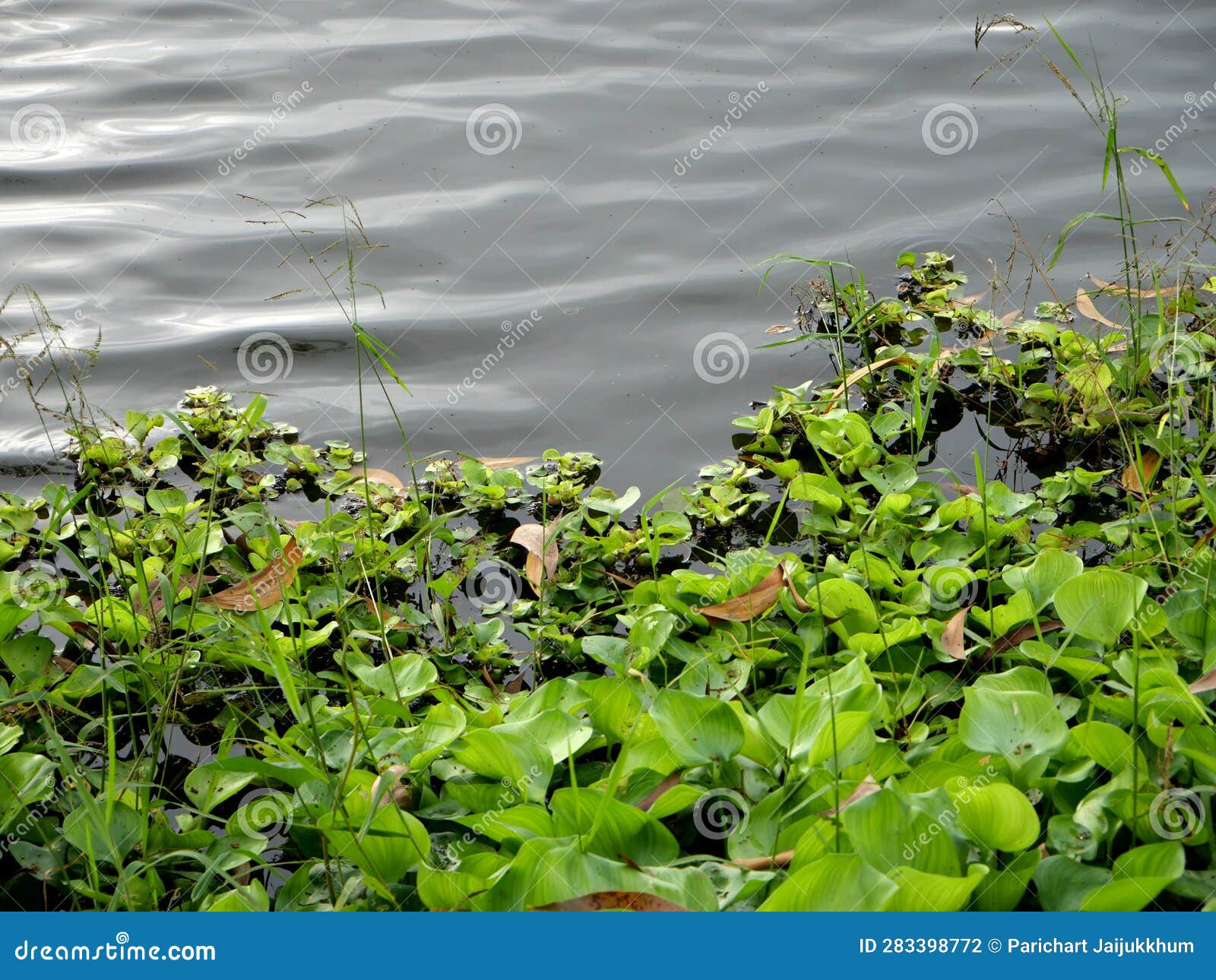 Garbage, Dry Leaves in the River Pollute the Water the Pollution is ...