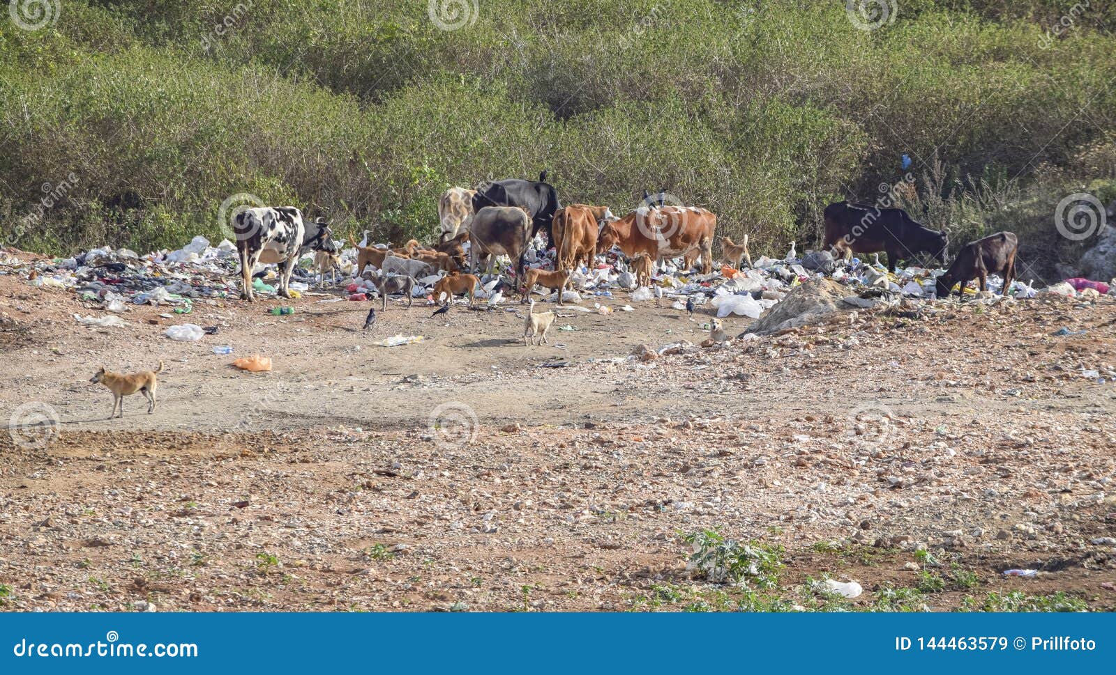 Garbage dump and animals stock image. Image of unsorted - 144463579