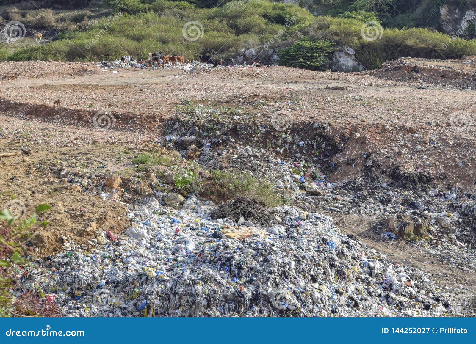 Garbage dump and animals stock image. Image of environmental - 144252027