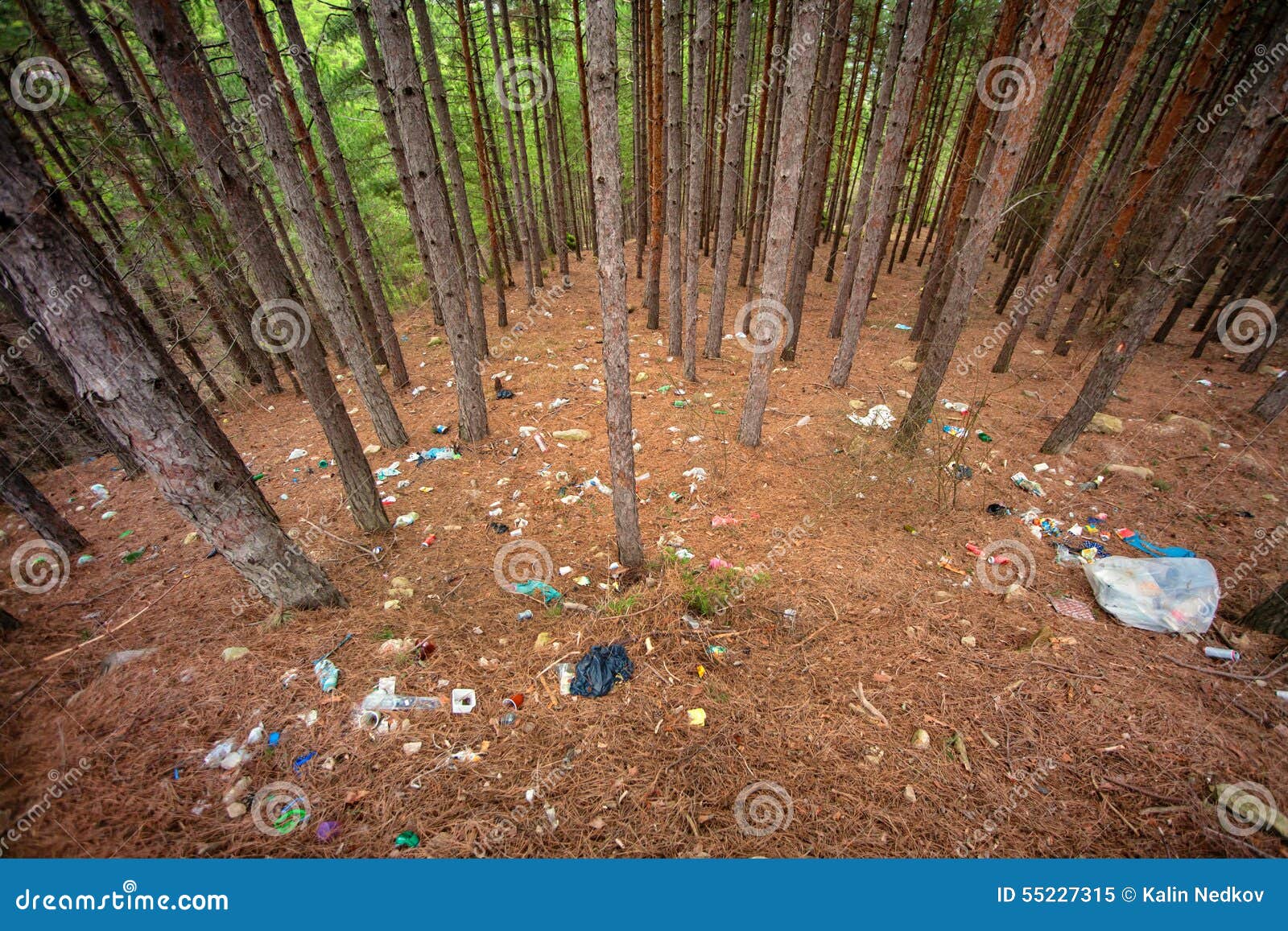 Garbage Dump in Pine Tree Forest Stock Image - Image of calm, bottles ...