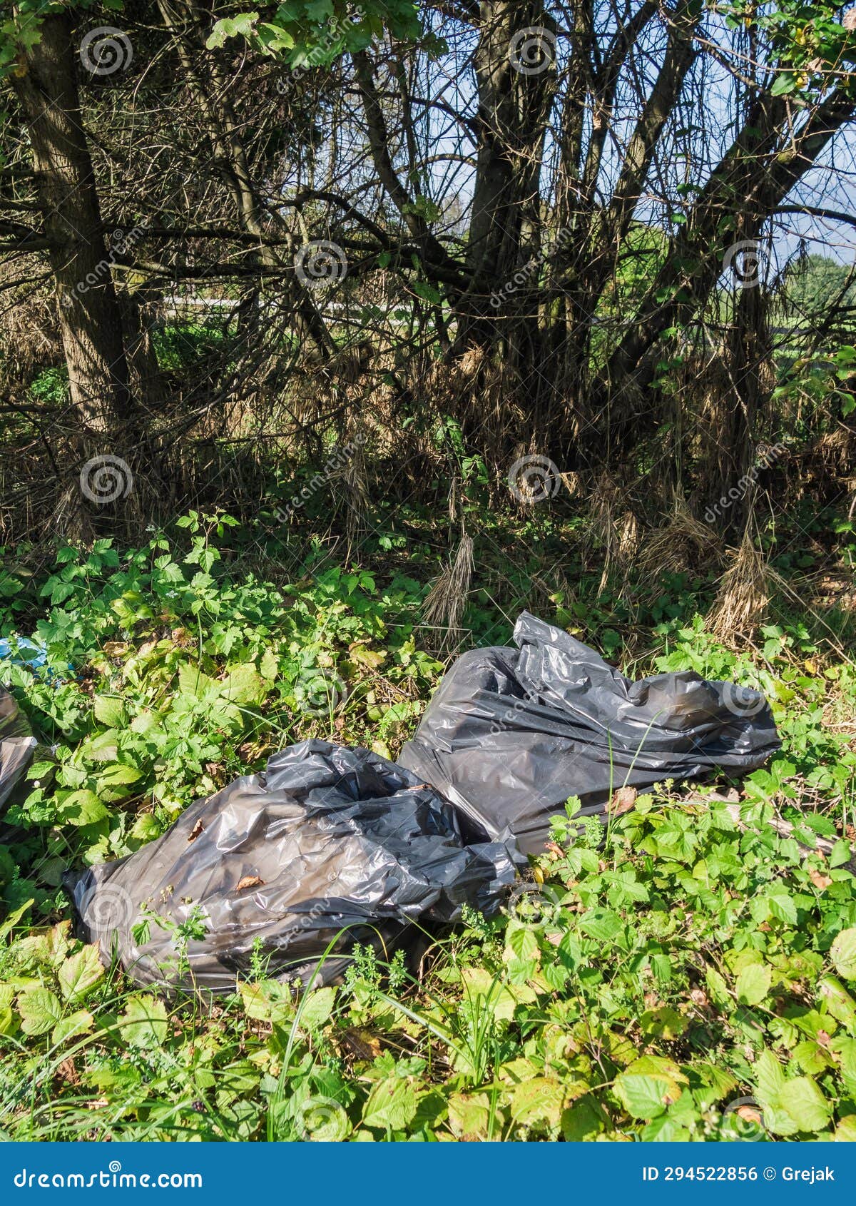 Garbage in a forest stock photo. Image of dumping, littering - 294522856