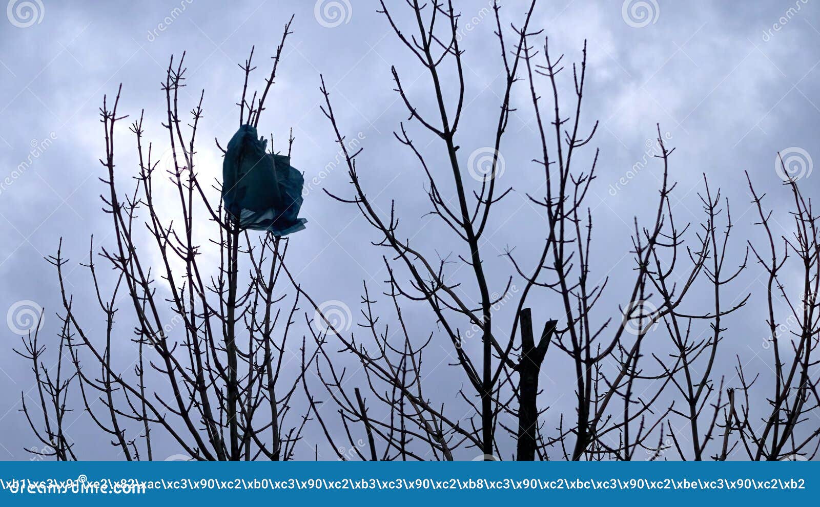 Garbage Pack on Tree Branches Stock Photo - Image of nature, bark ...