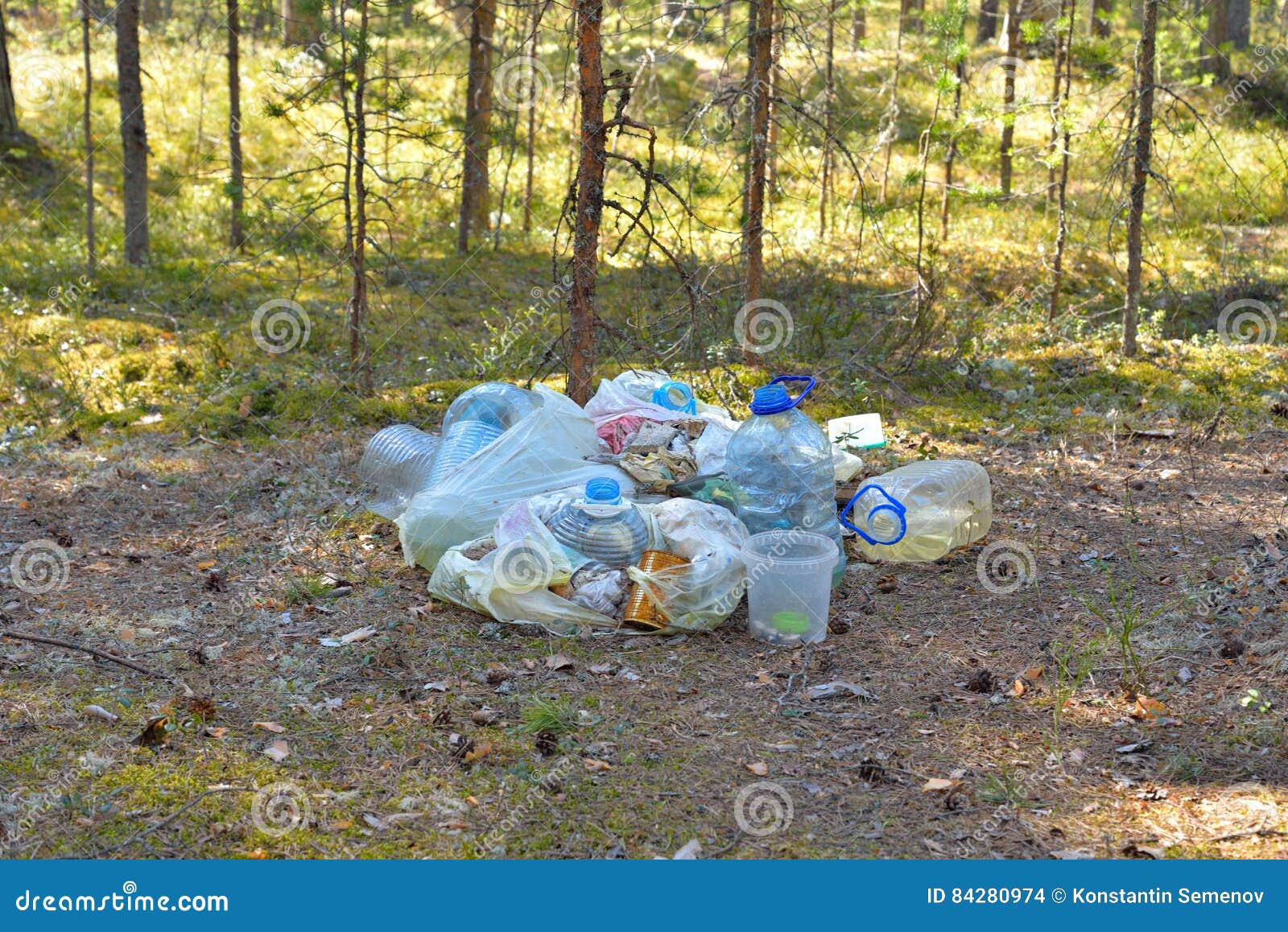 Garbage in Pine Tree Forest. Editorial Stock Image - Image of pine ...