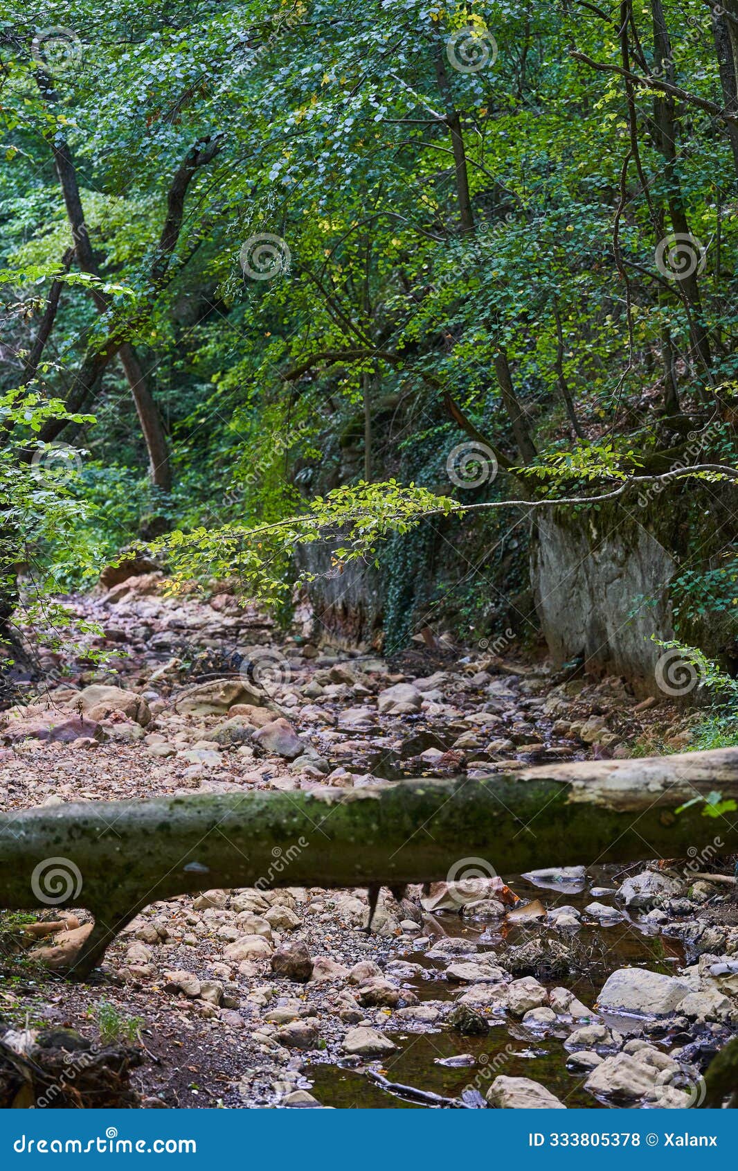 Pollution by Litter in the Forest Stock Photo - Image of trees, view ...