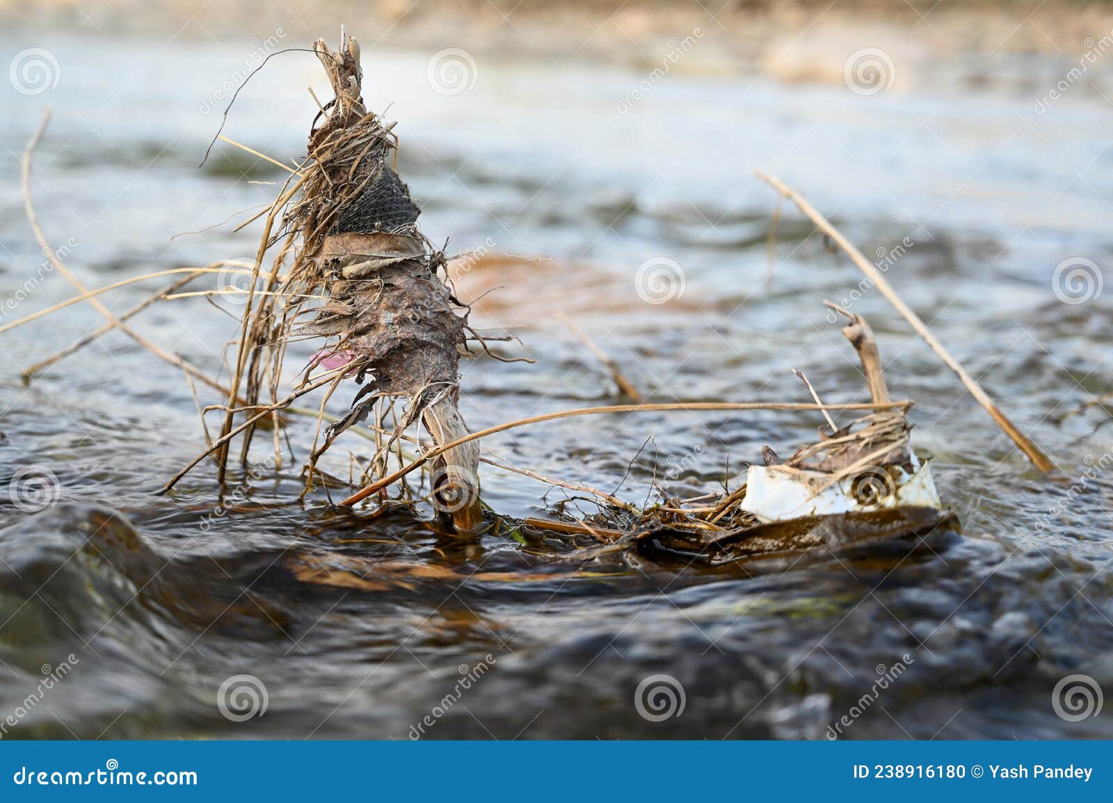 Garbage Stuck in River , India Stock Photo - Image of eating, danger ...