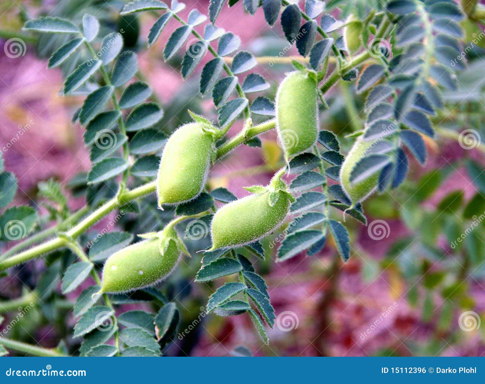 Garbanzo foto de archivo. Imagen de hojas, conteniendo - 15112396