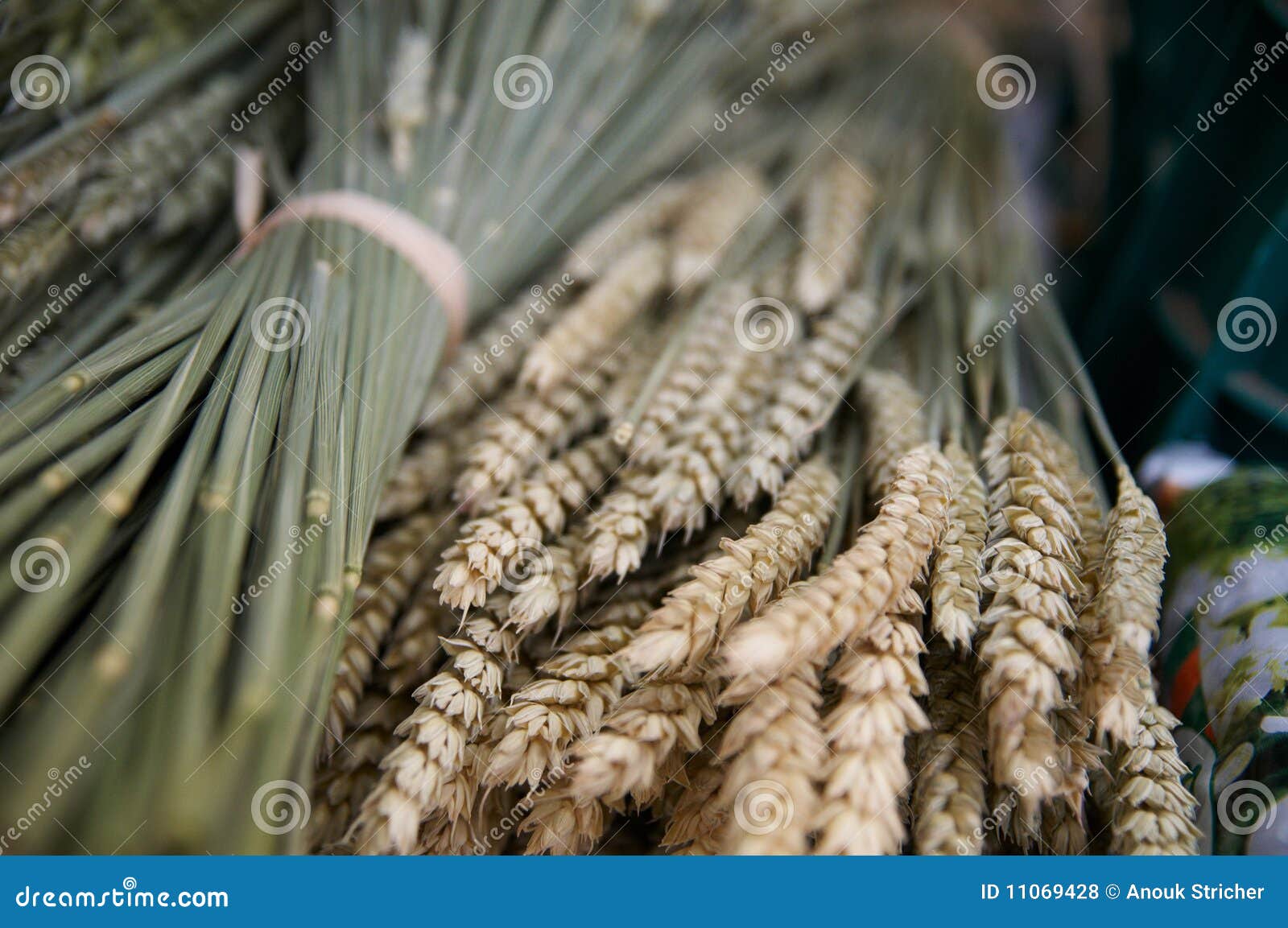 Garbe stockfoto. Bild von ernte, markt, bündel, weizen - 11069428