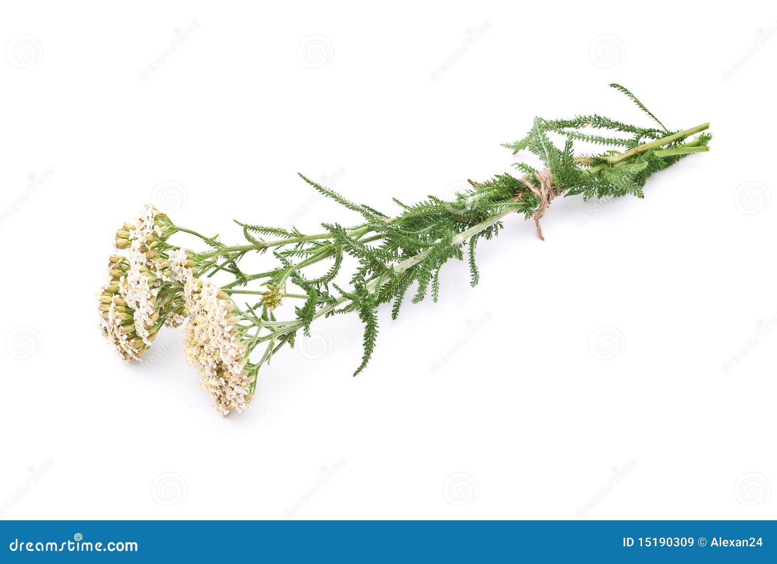 Garbe stockbild. Bild von behandlung, nave, harmonie - 15190309