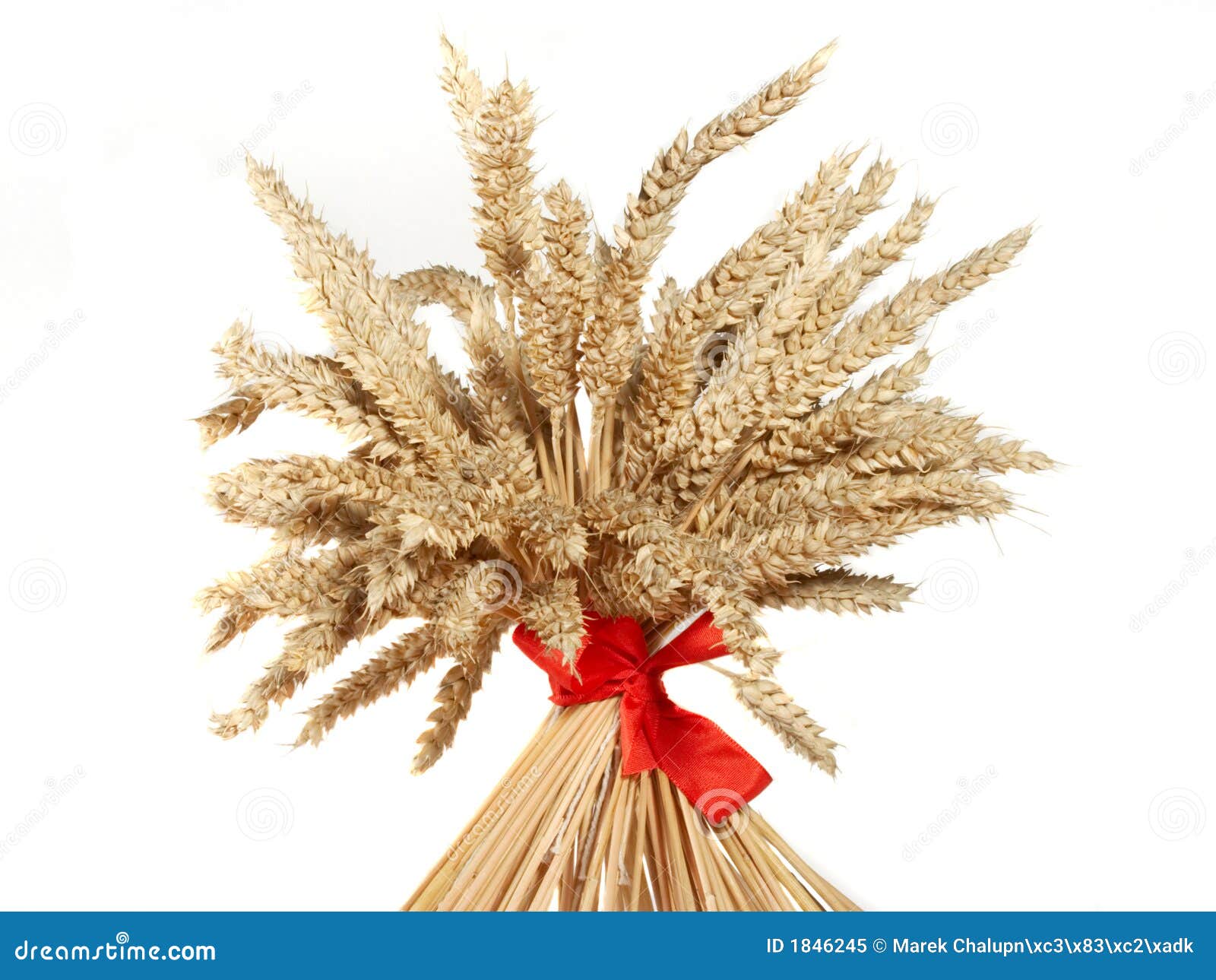 Garbe stockbild. Bild von mahlzeit, korn, landwirtschaft - 1846245