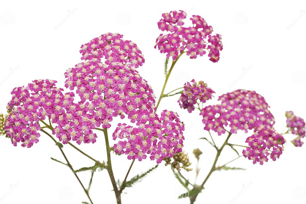 Garbe stockbild. Bild von blatt, schafgarbe, hintergrund - 23075693