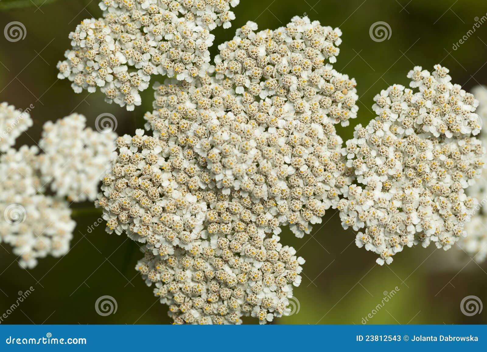 Garbe stockbild. Bild von schafgarbe, kraut, wildblumen - 23812543