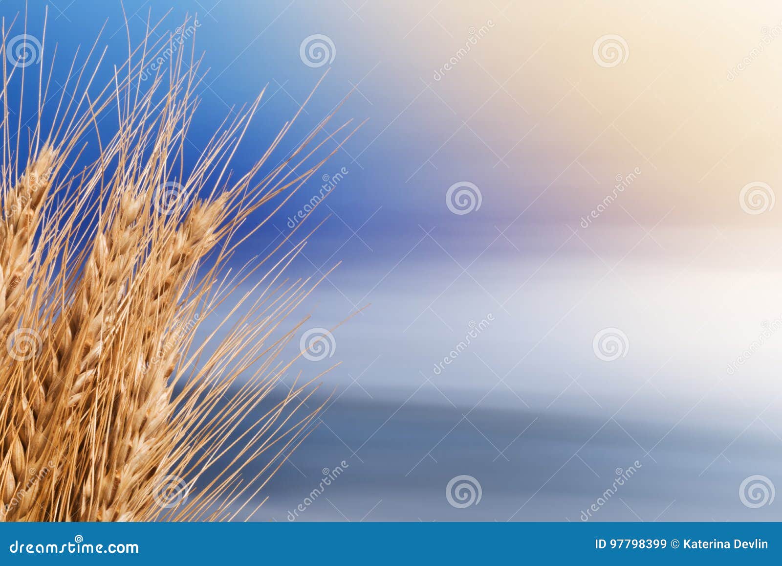 Garbe Gerste stockbild. Bild von feld, blau, landwirtschaft - 97798399