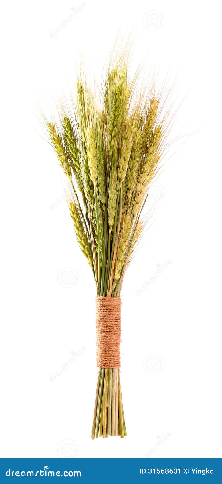 Garbe Getreide stockbild. Bild von weizen, hintergrund - 31568631