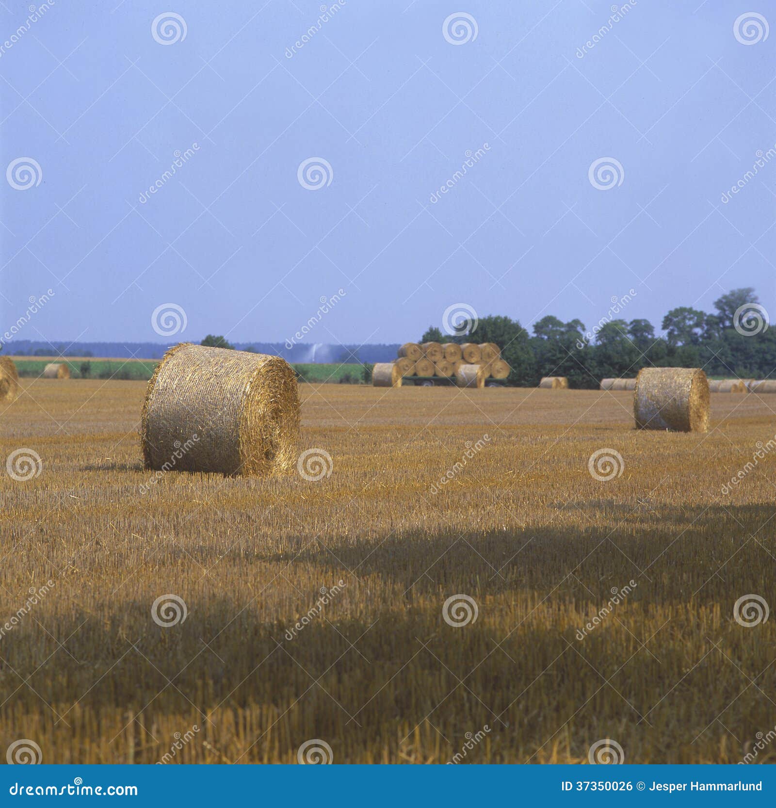 Garbe Heu auf farmland.JH stockfoto. Bild von landschaft - 37350026