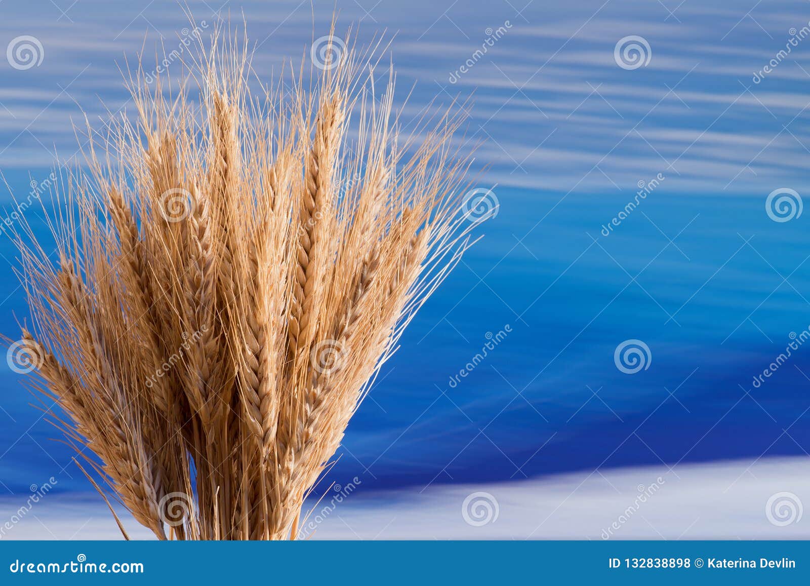 Garbe Weizen stockfoto. Bild von ernte, gold, gerste - 132838898