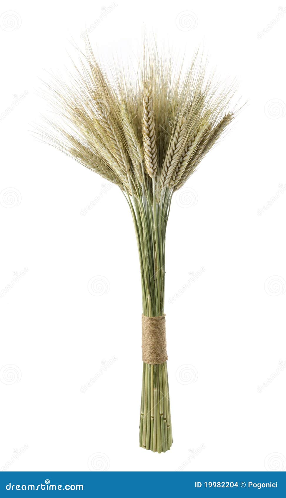 Garbe Weizen stockfoto. Bild von bauernhof, landwirtschaft - 19982204