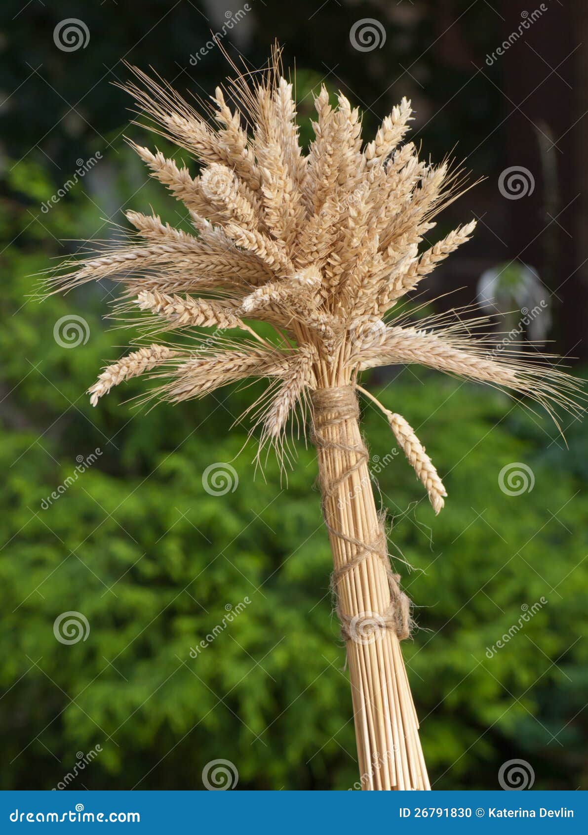 Garbe Weizen stockfoto. Bild von agronomie, getreide - 26791830