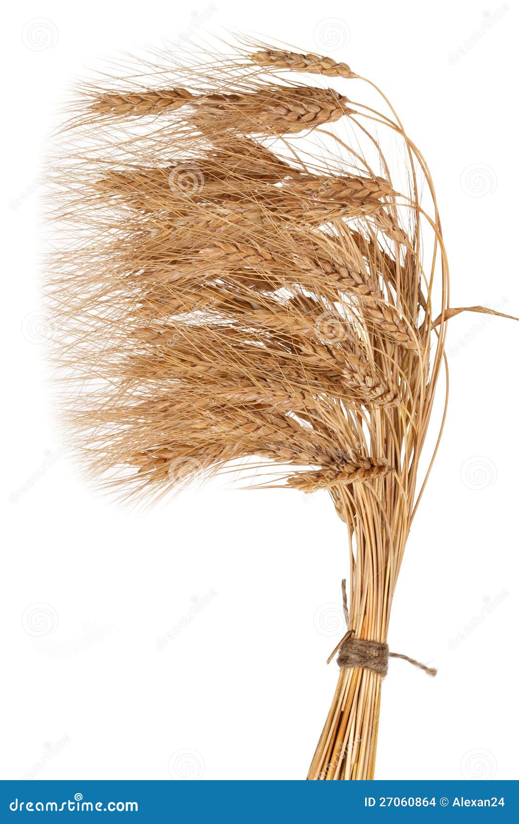 Garbe Weizen stockfoto. Bild von landwirtschaftlich, betrieb - 27060864