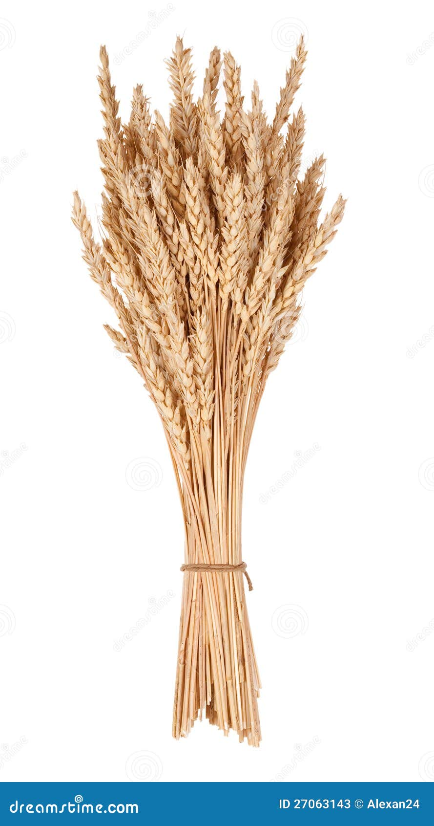 Garbe Weizen stockbild. Bild von spitze, bearbeitung - 27063143